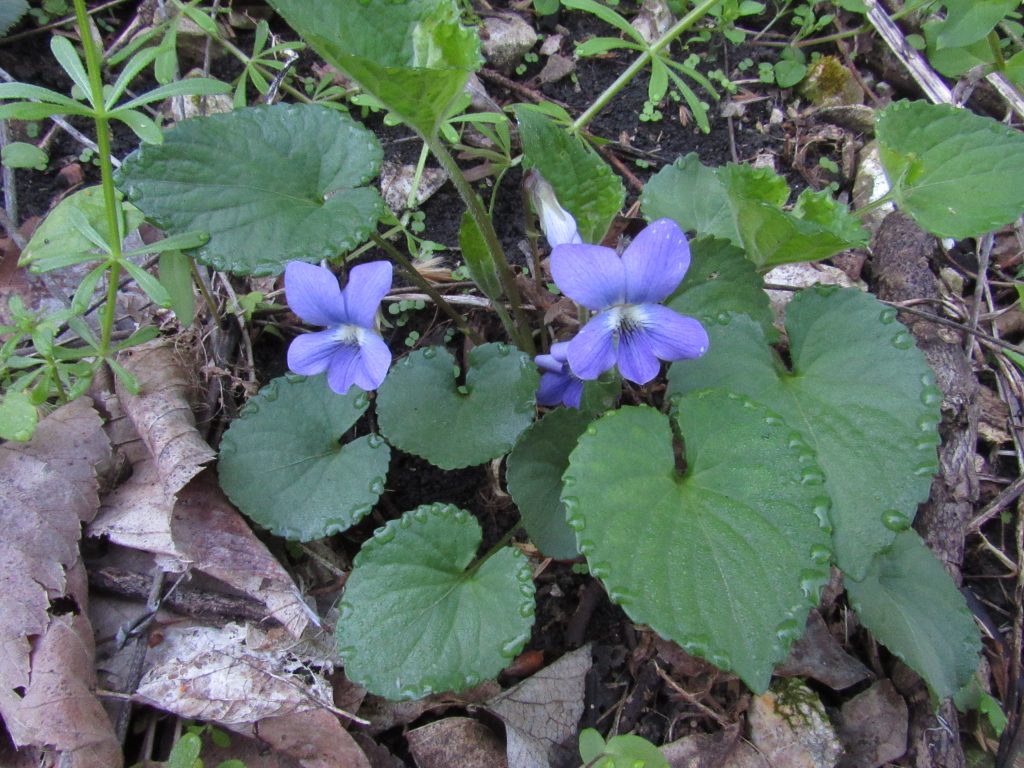 Spring Wildflowers Are Spectacular in the Bluff Corridor | Clifftop