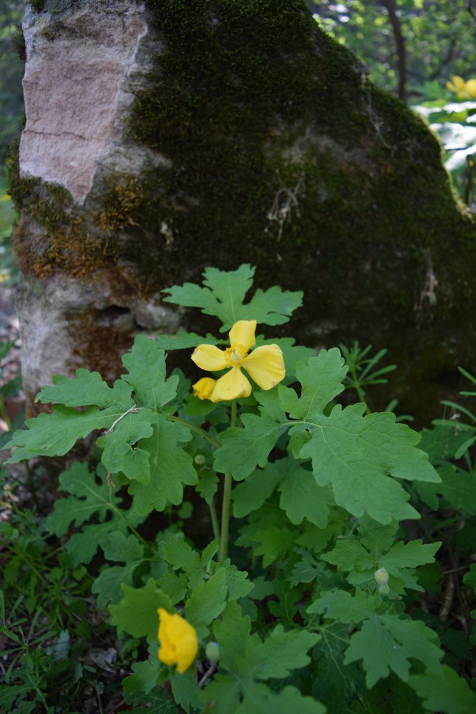 Spring Wildflowers Are Spectacular in the Bluff Corridor | Clifftop