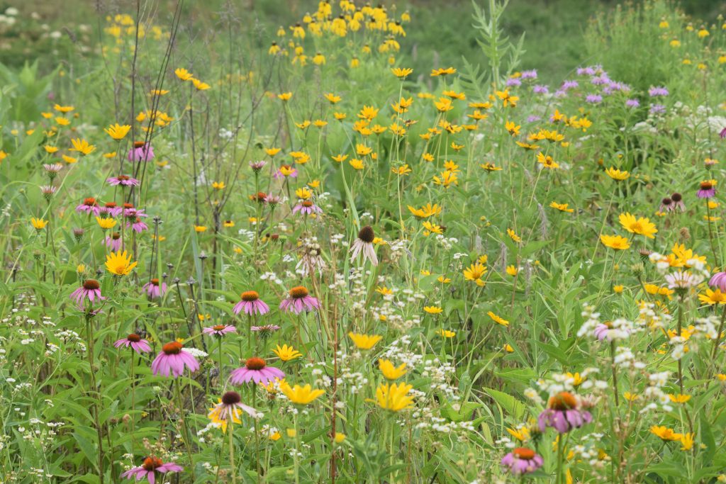 Prairie Ecology at Paul Wightman Subterranean Nature Preserve | Clifftop