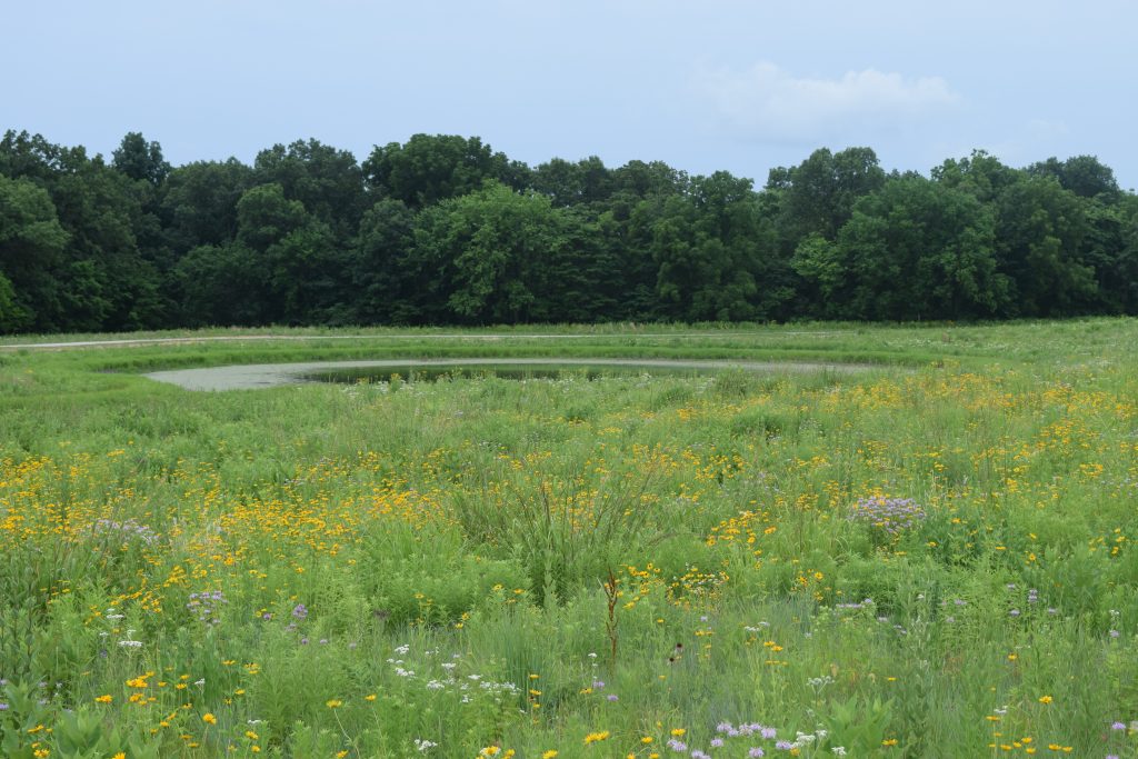 Prairie Ecology at Paul Wightman Subterranean Nature Preserve | Clifftop