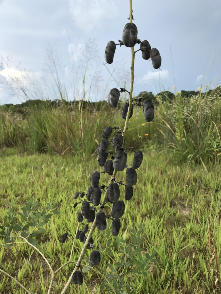 Why Seeds? Why now? | Clifftop