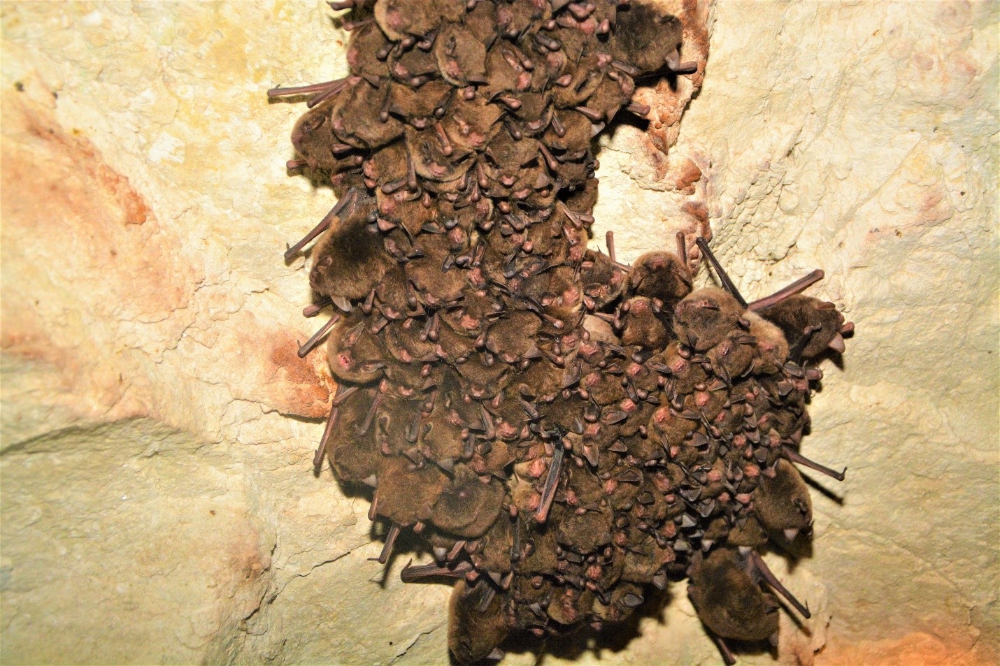 Bats: Shedding Light on Nocturnal Wildlife | Clifftop