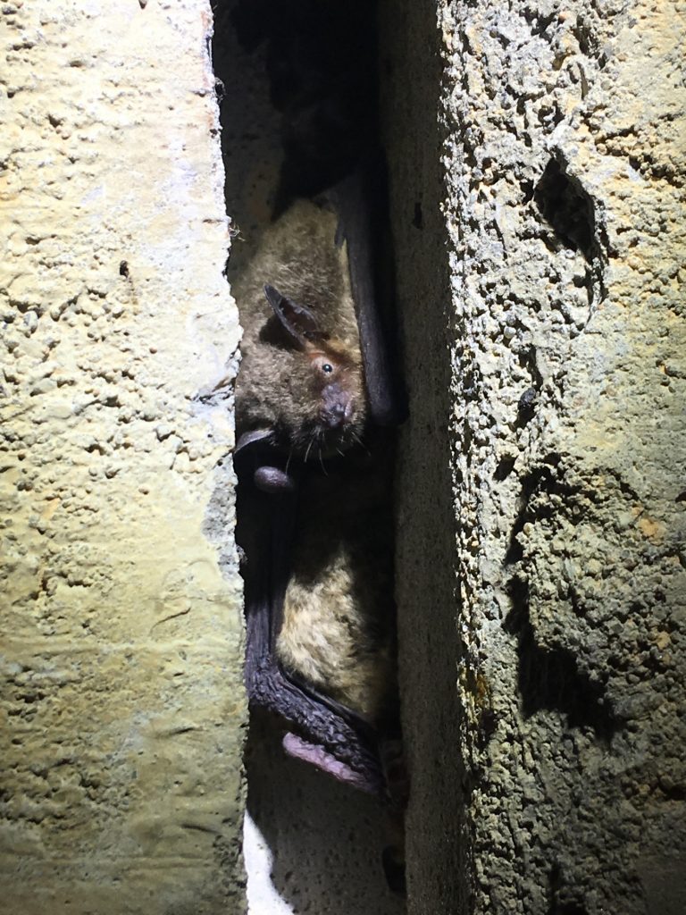 Bats: Shedding Light on Nocturnal Wildlife | Clifftop