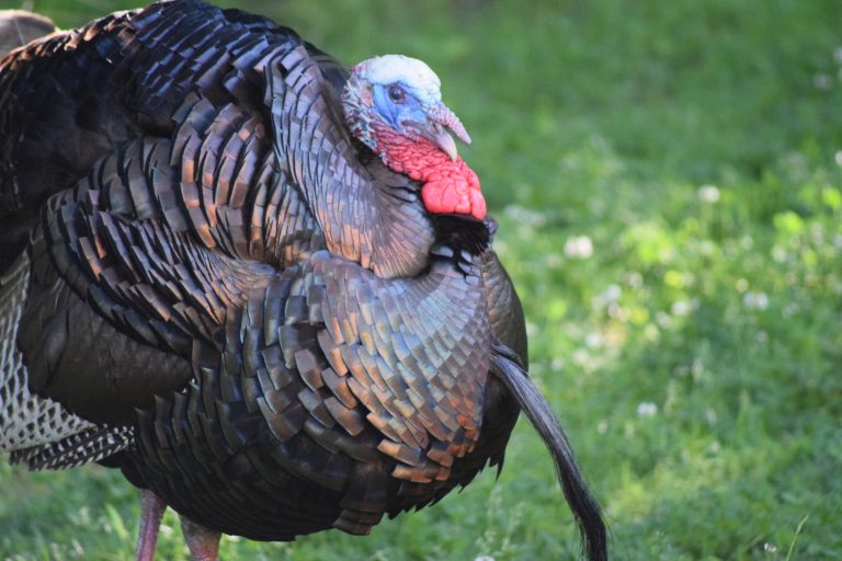 Let’s Talk Turkey | Clifftop