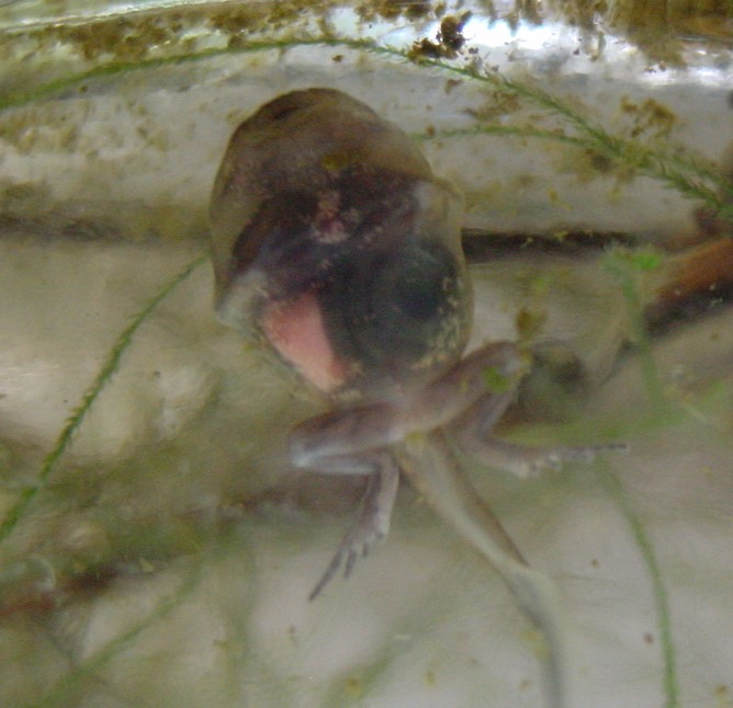 Sounds of Spring, Frog Style | Clifftop