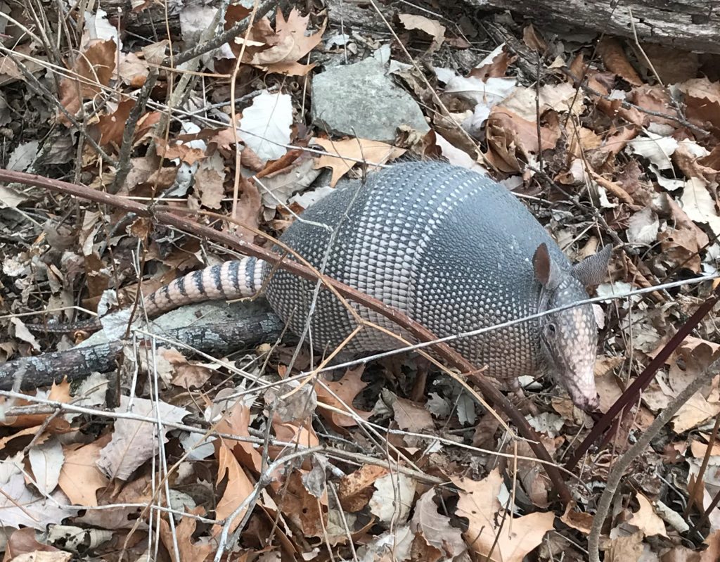 Little Armored Ones | Clifftop