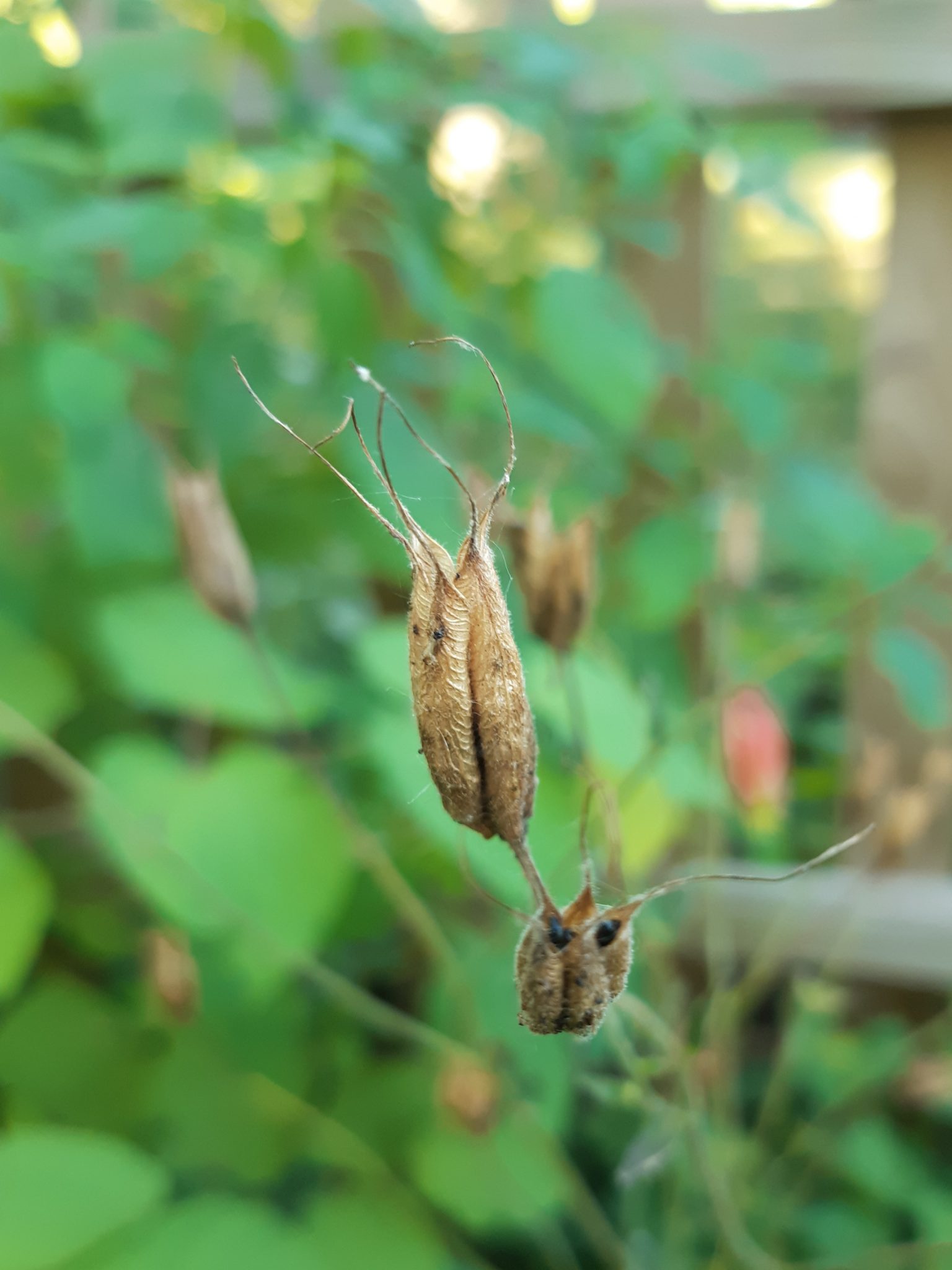Seed Collecting | Clifftop