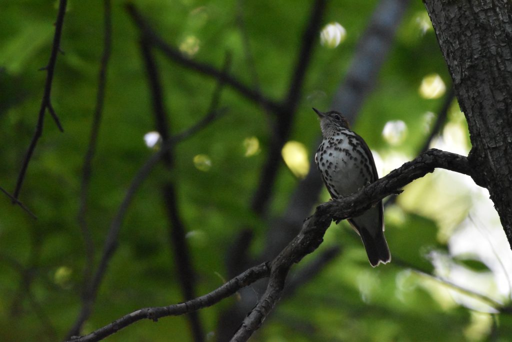 The Birds of Monroe County | Clifftop