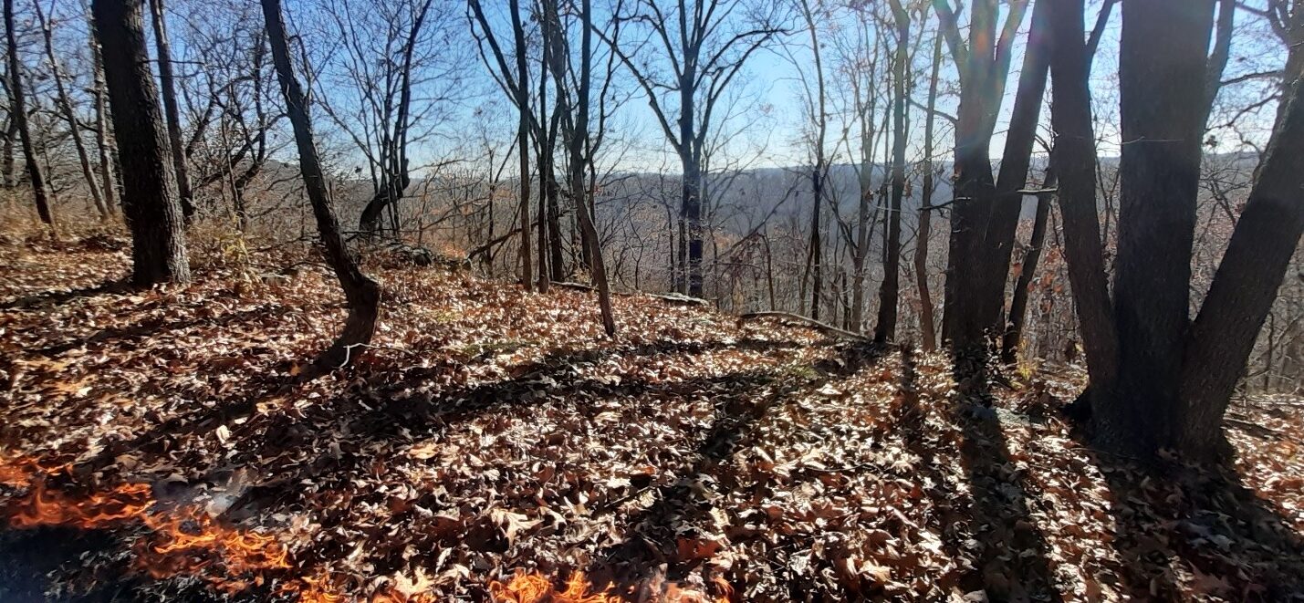 Help Benefit Biodiversity with Responsible Use of Fire | Clifftop